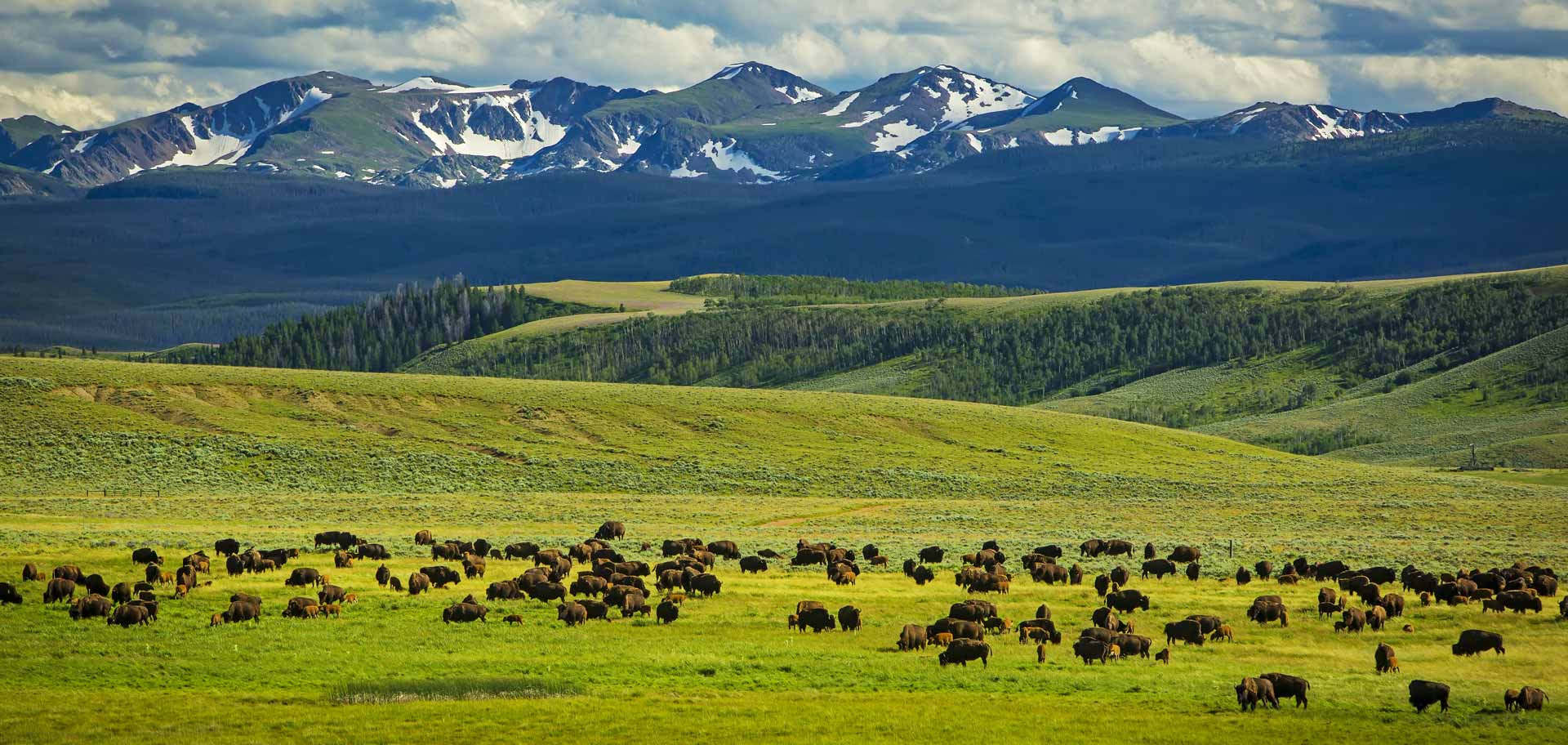 Premium Fresh Bison Meat - Great Range Bison